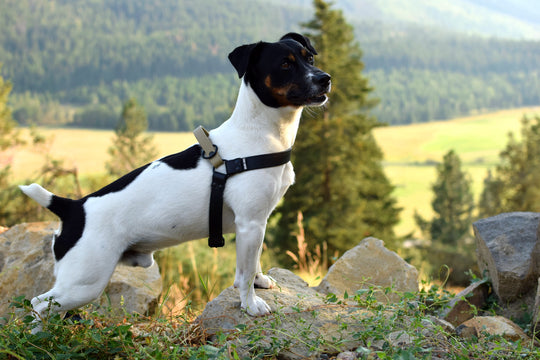 DogDog Goose Houndmaid Goods